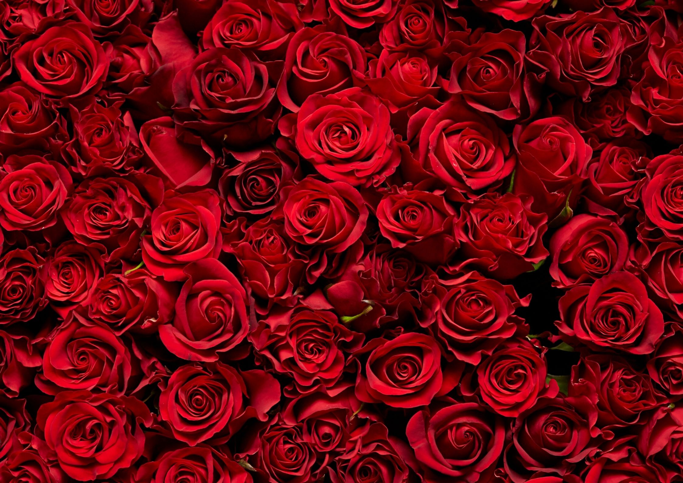 Hva betyr antall og farge på rosene? | Hjem Og Hage