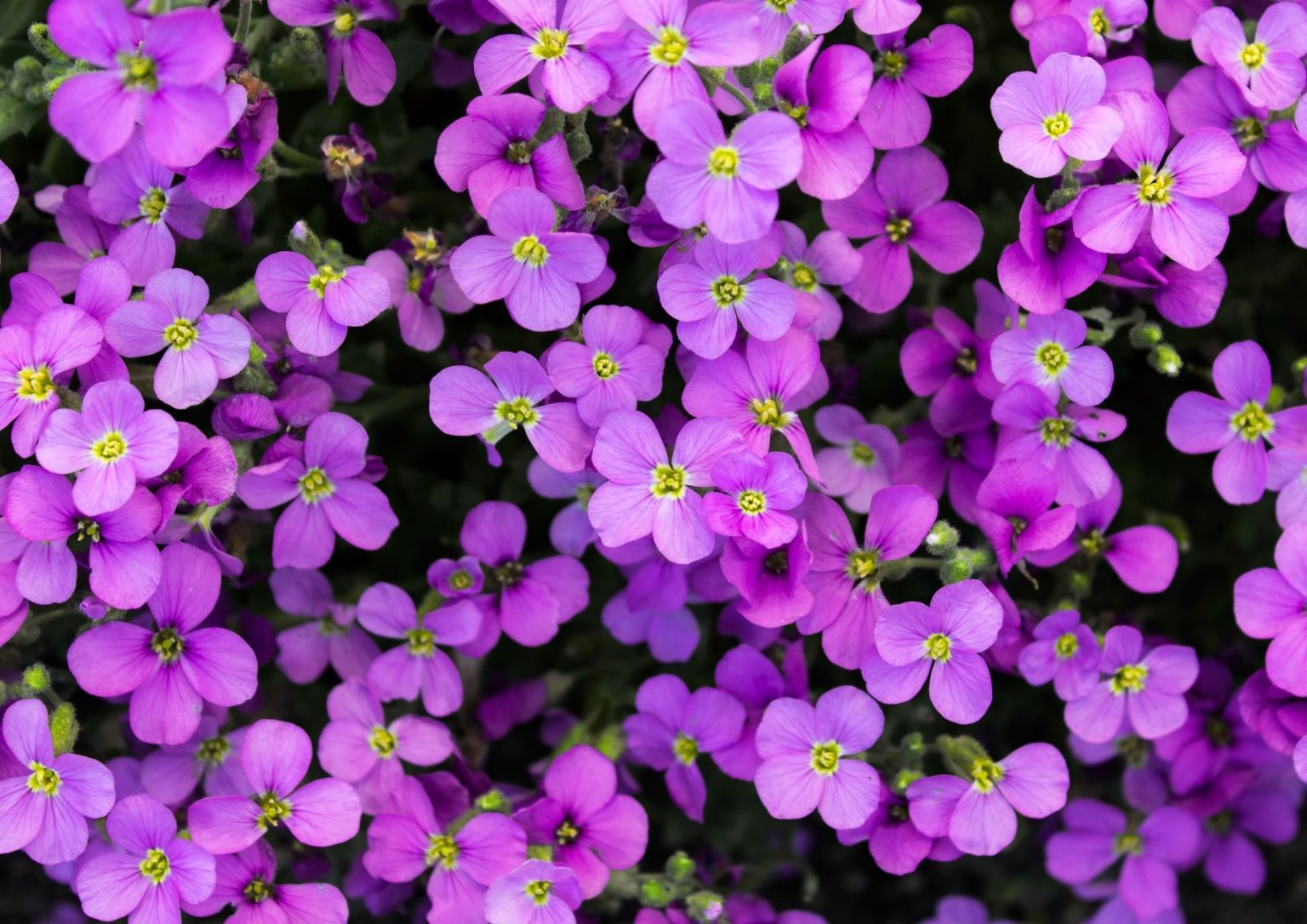 Stauder som blomstrer lenge: Ja, de finnes! | Hjem Og Hage