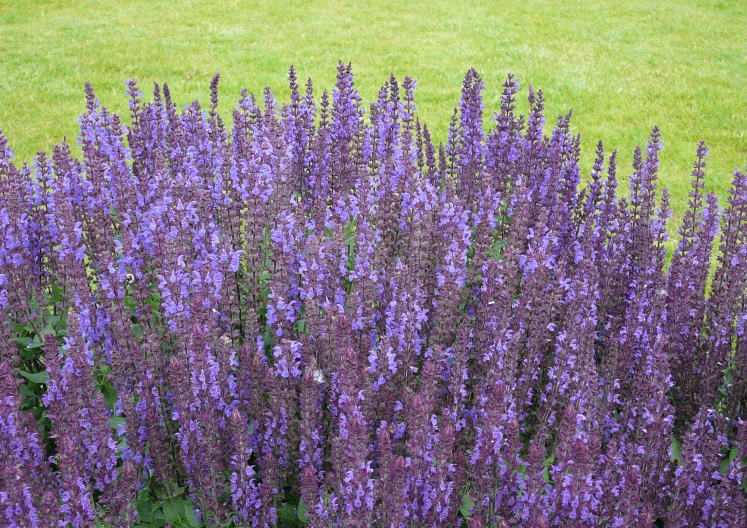 Stauder som blomstrer lenge: Ja, de finnes! | Hjem Og Hage
