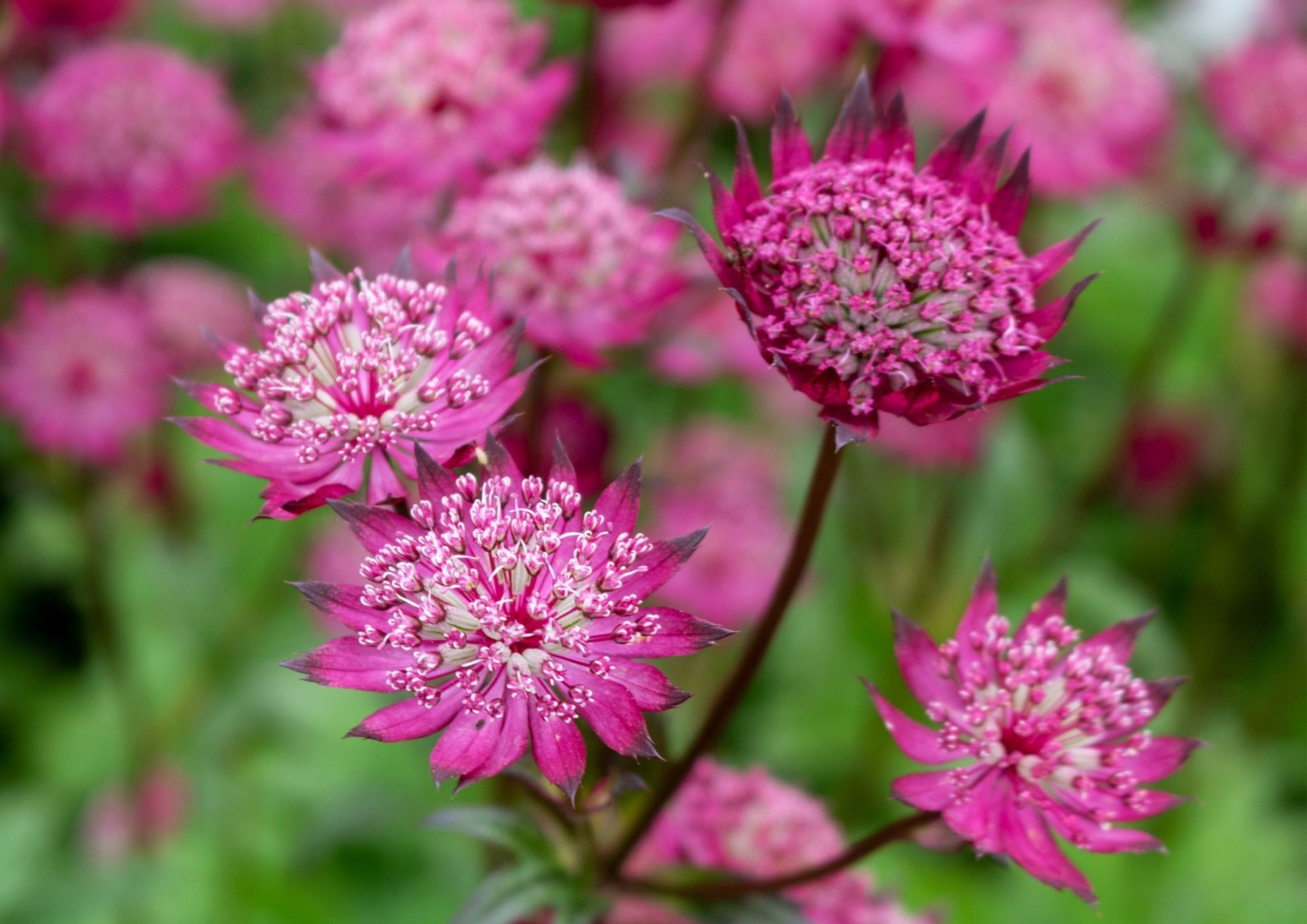 Stauder som blomstrer lenge: Ja, de finnes! | Hjem Og Hage
