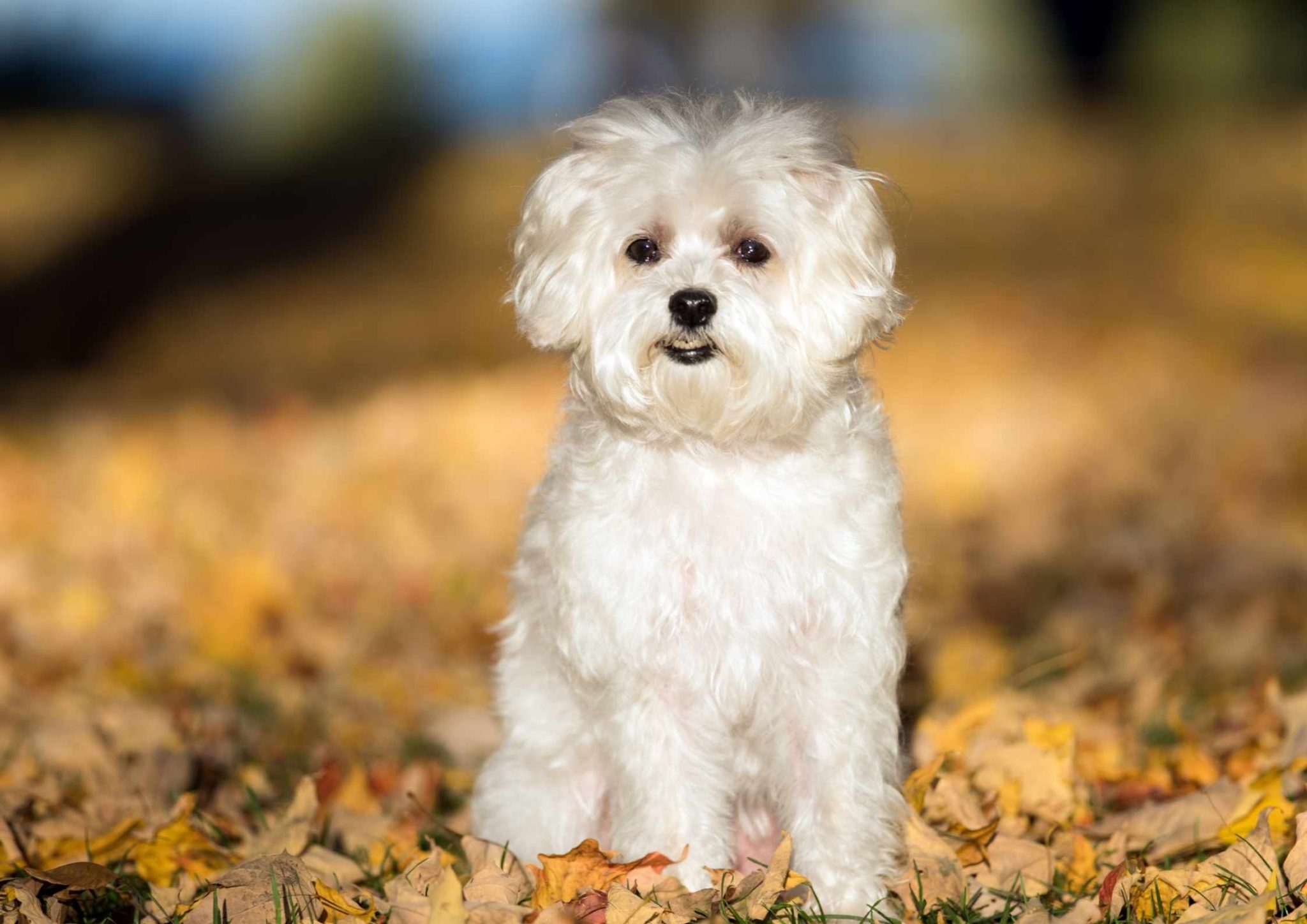 5 søte og små hunderaser som ikke bjeffer | Hjem Og Hage