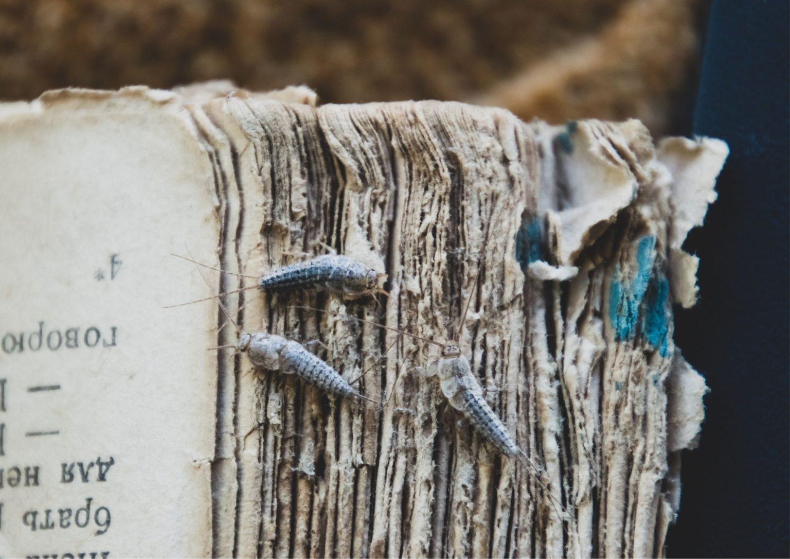 På tide å rense oppvaskmaskinen? Vi viser hvordan | Hjem Og Hage