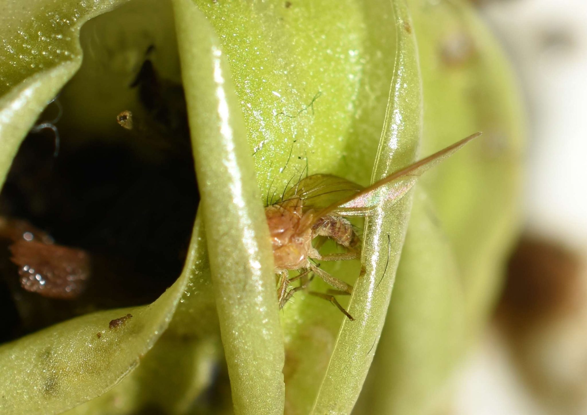 Guide: Slik dyrker du din egen hvitløk | Hjem Og Hage