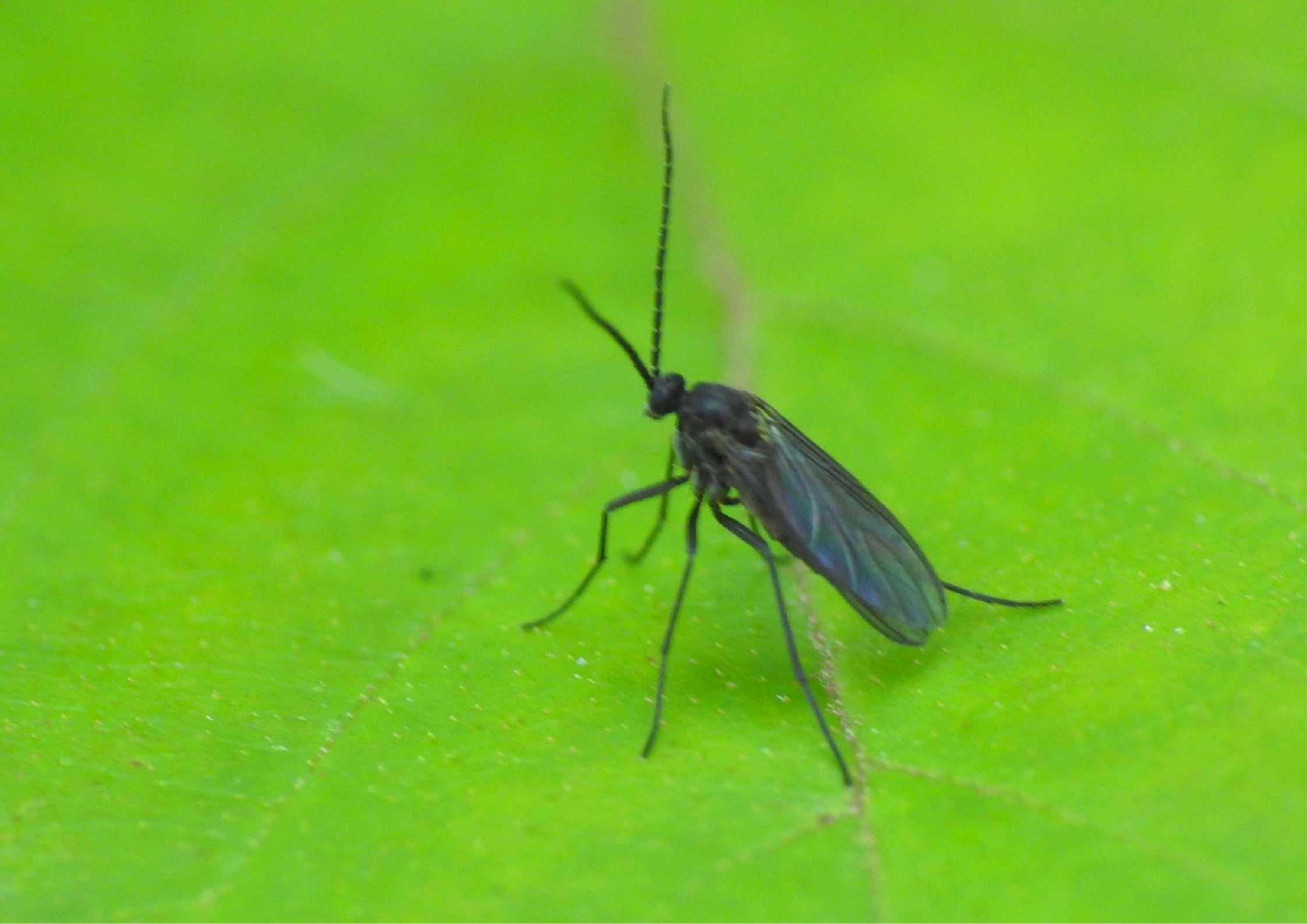 Fluer i planter: Slik blir du kvitt blomsterfluer | Hjem Og Hage