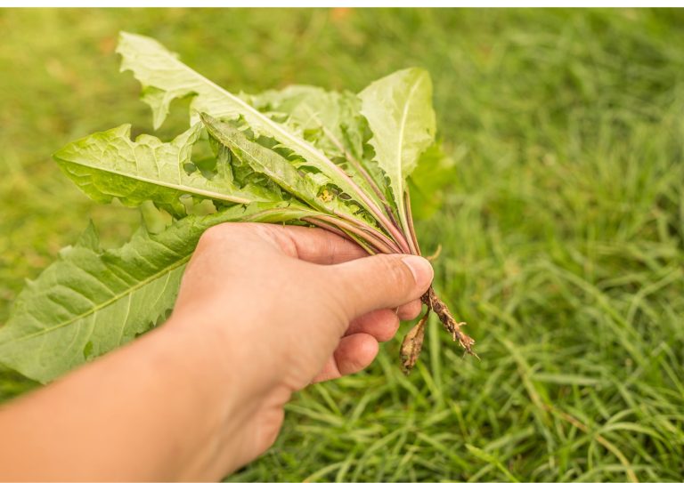 Eddik mot ugress: Fungerer det? | Hjem Og Hage