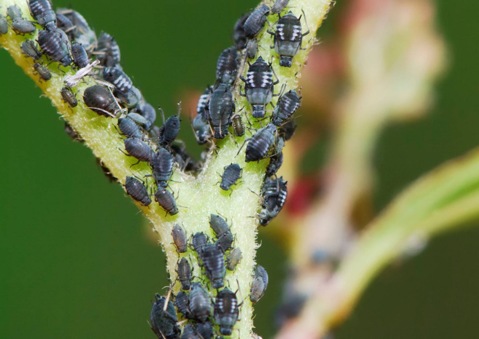 Lus på planter: Slik blir du kvitt problemet | Hjem Og Hage