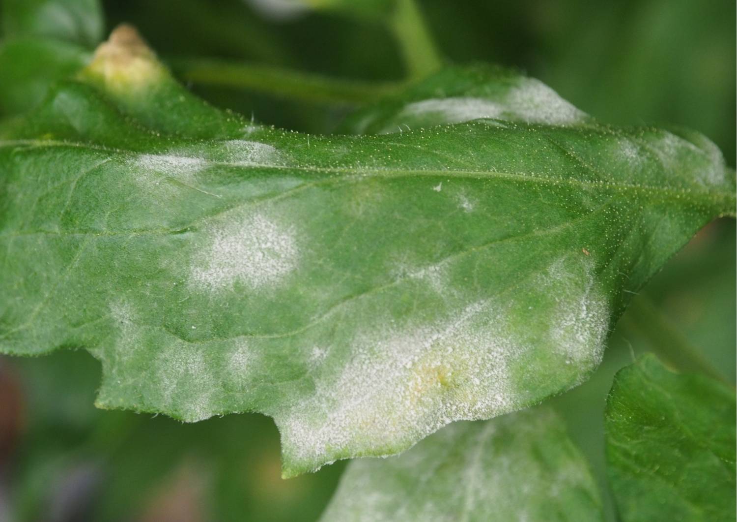 Få bukt med meldugg på plantene: En enkel guide | Hjem Og Hage